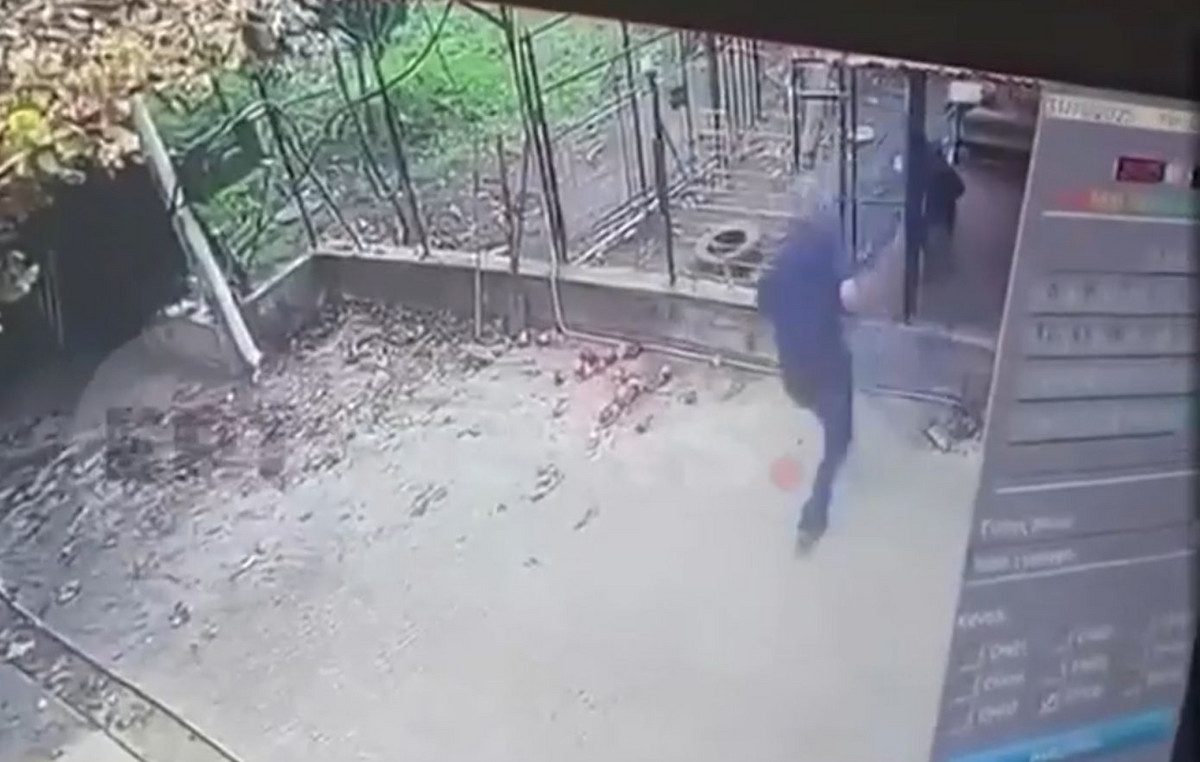 Υπό ποιες συνθήκες μπορεί ένας σκύλος να επιτεθεί στον κηδεμόνα του ...
