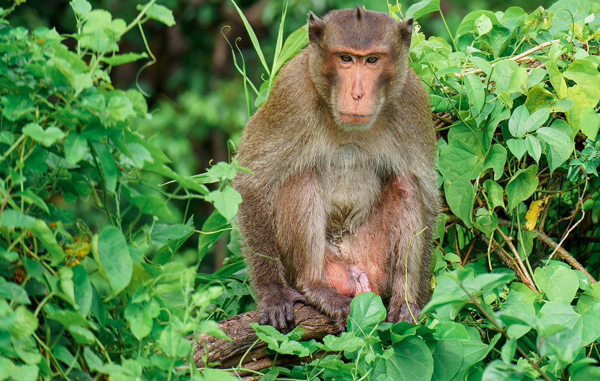 Monkey bites man to death inside his home - 'To be shot if he appears ...
